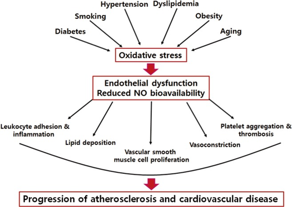 Endothelial Dysfunction Part 6 Atherosclerosis