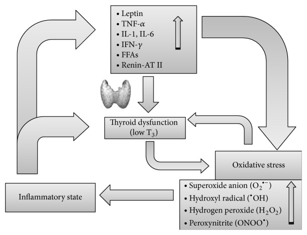 Thyroid Biomarkers: FT3 to rT3 Ratio