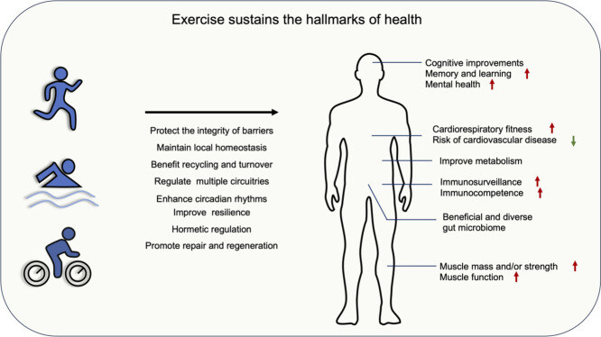Picture How Exercise Sustains Health