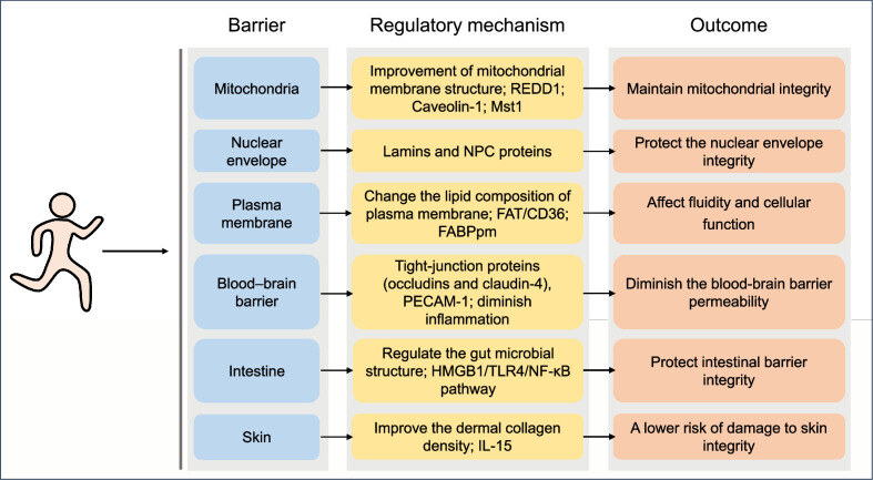 Picture How Exercise Sustains Health