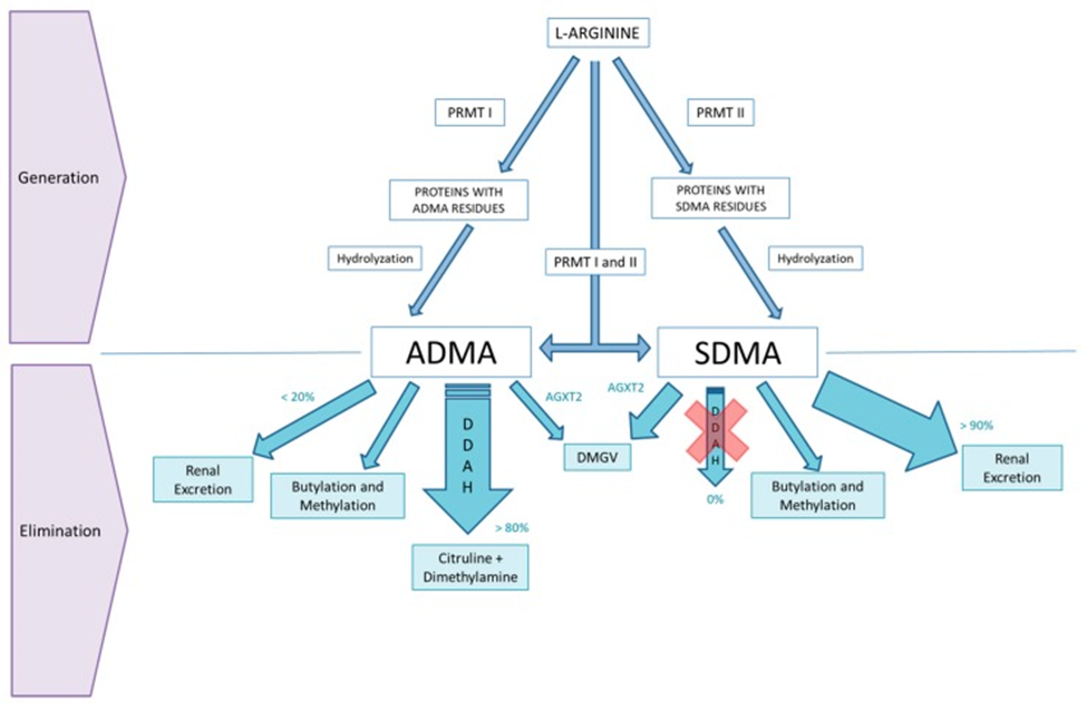 Biomarkers of Inflammation and Oxidation: ADMA