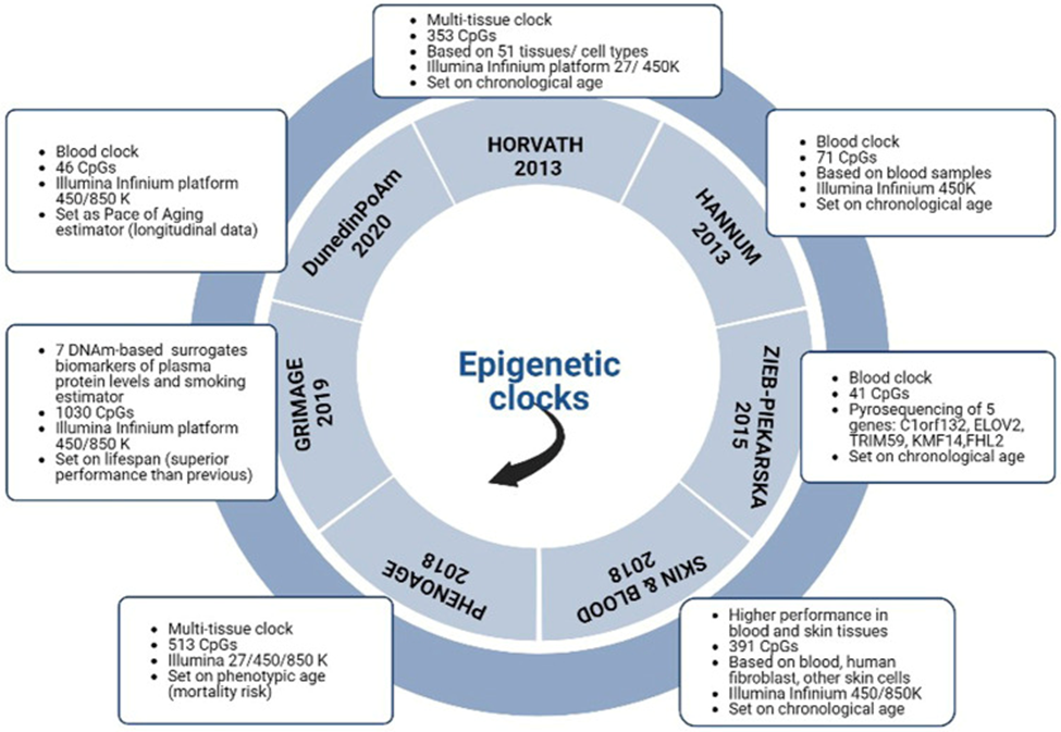 Biological Age: Part 2 - How to Measure Biological Age: An Overview