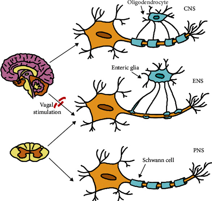 Vagus Nerve Connections You May Know