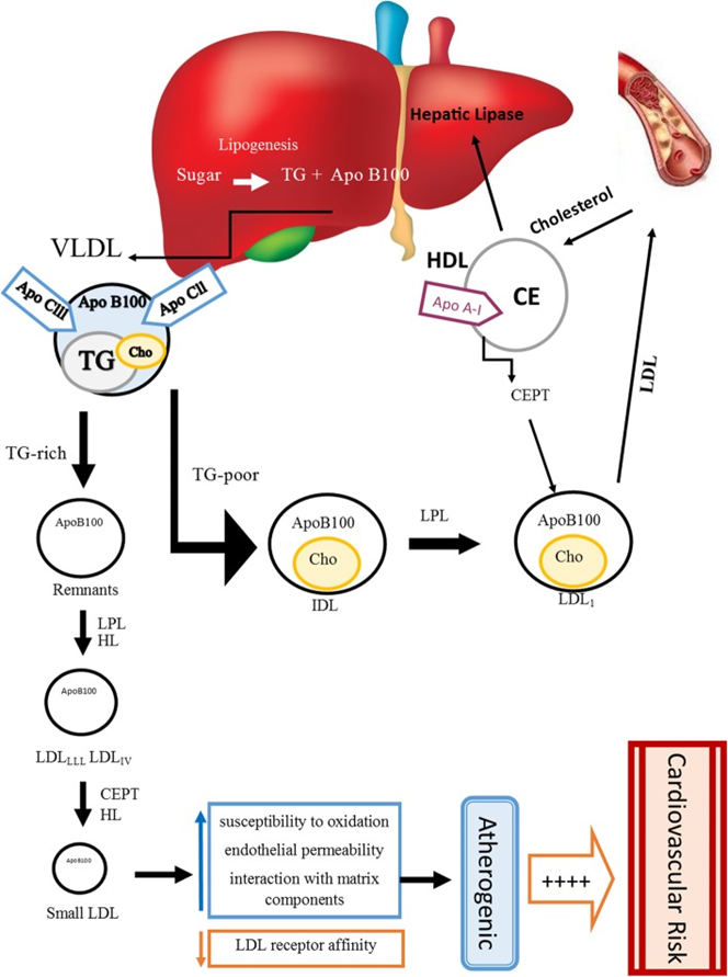 NMR Lipoprotein Subfractionation: Way Way Beyond Cholesterol