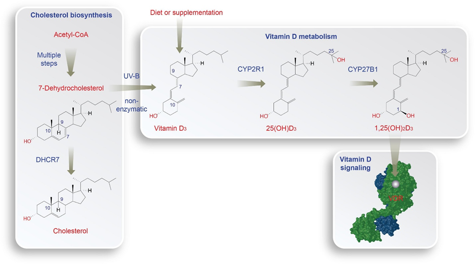 Links Between Cholesterol, Vitamin D, and Sunlight
