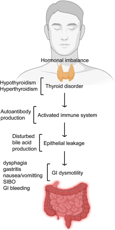 Thyroid Hormones Regulate Gut Motility