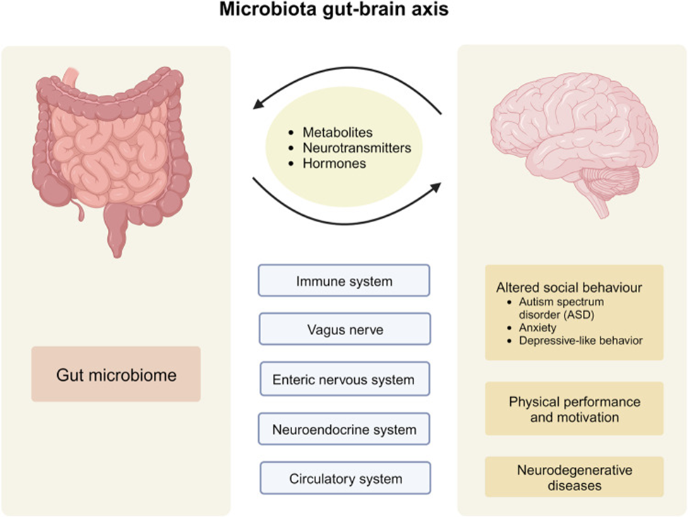 The microbiota-gut-brain axis and neurodegenerative disease