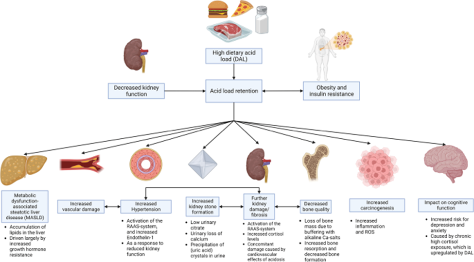 Dietary Acid Load and Health Consequences