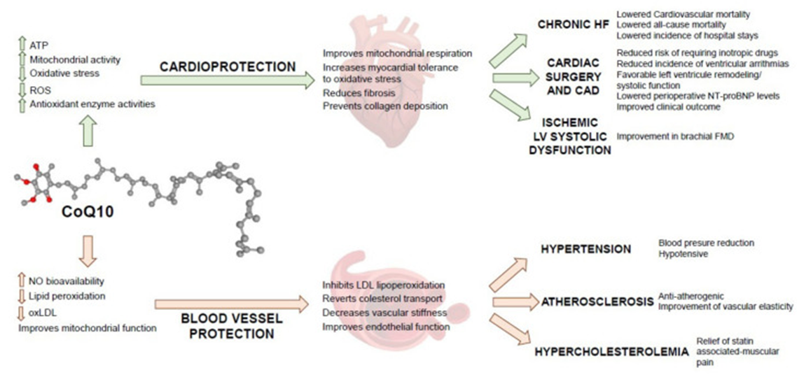 CoQ10 Reduces Cardiovascular Disease Risk and More