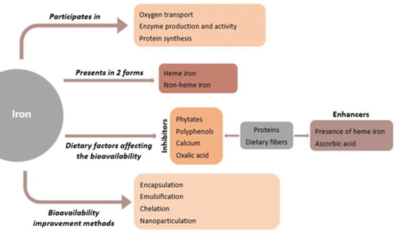 A Deep Dive Into Iron Metabolism: Part 1